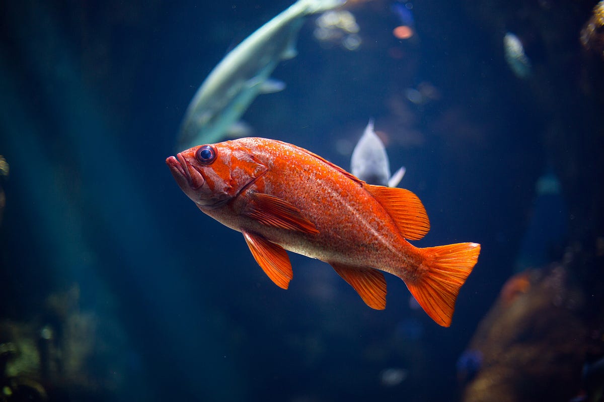 A Pathetic Fish. A drabble a day | by Jet Propelled | Medium
