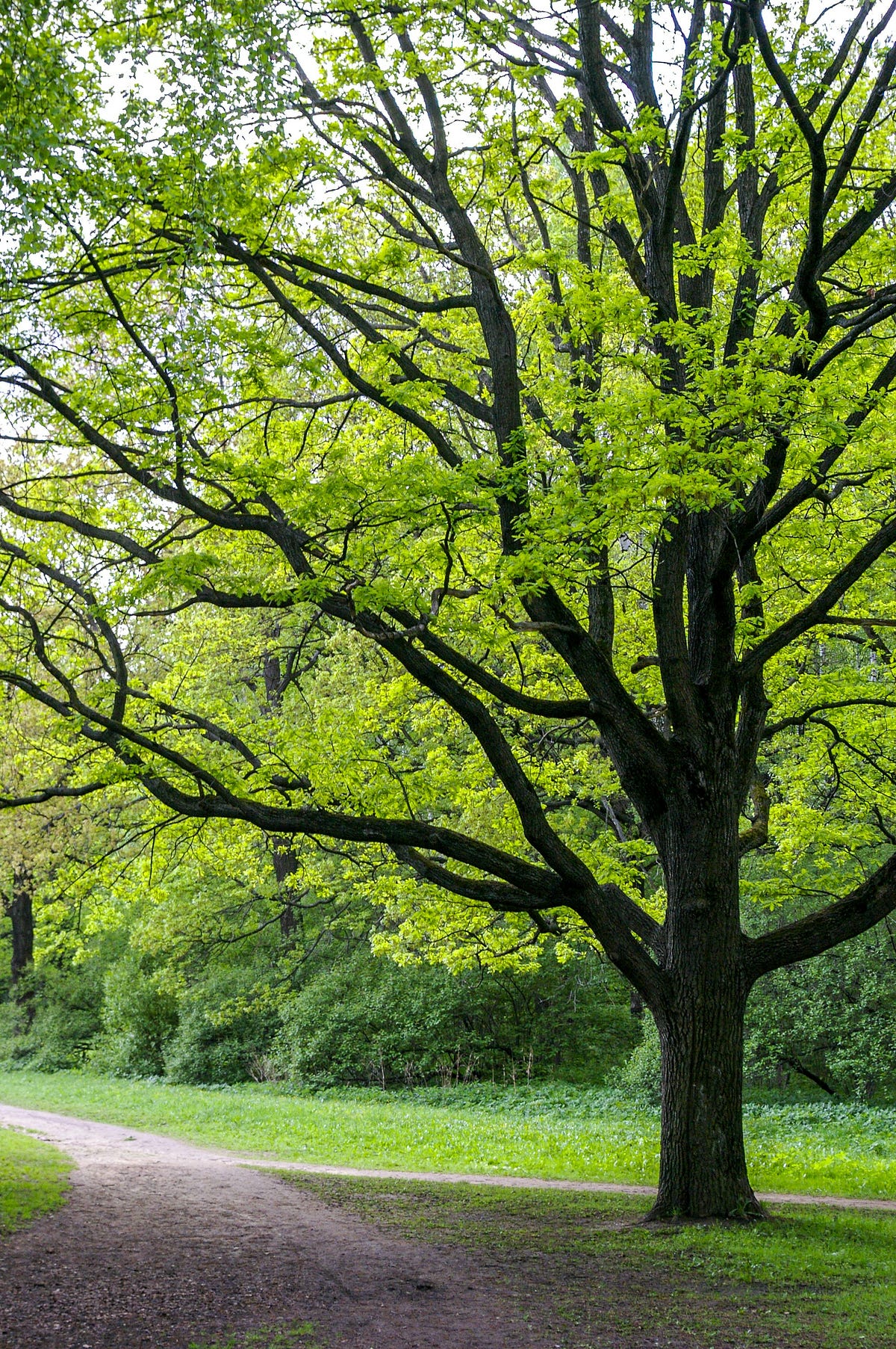 Let’s Plant a Tree!!. Photo by Yoksel 🌿 Zok on Unsplash | by Radha ...