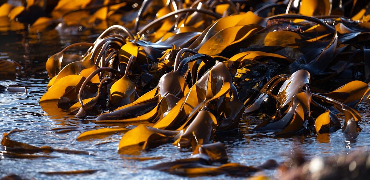 Seaweed-Based Thin Films as Sustainable Alternatives to Conventional ...