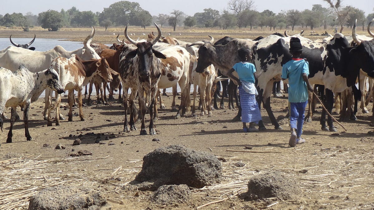 Nomadic Grazing in West Africa: Deepening the Understanding of ...