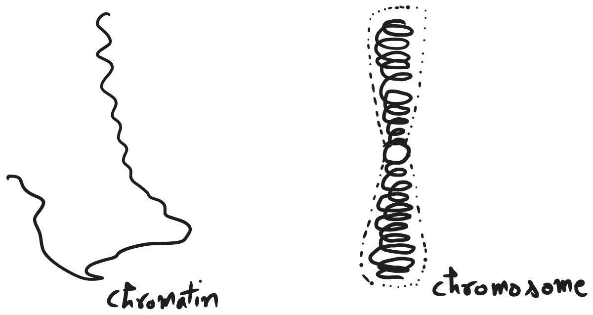 Chromatin, Chromosome and Chromatid | by Akshay Rajput | Medium