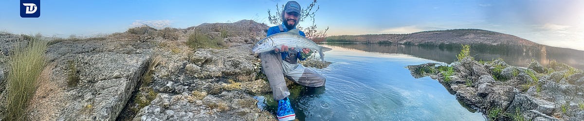 The Biomimetic Revolution: Decoding Biological Prototypes Behind Elite ...