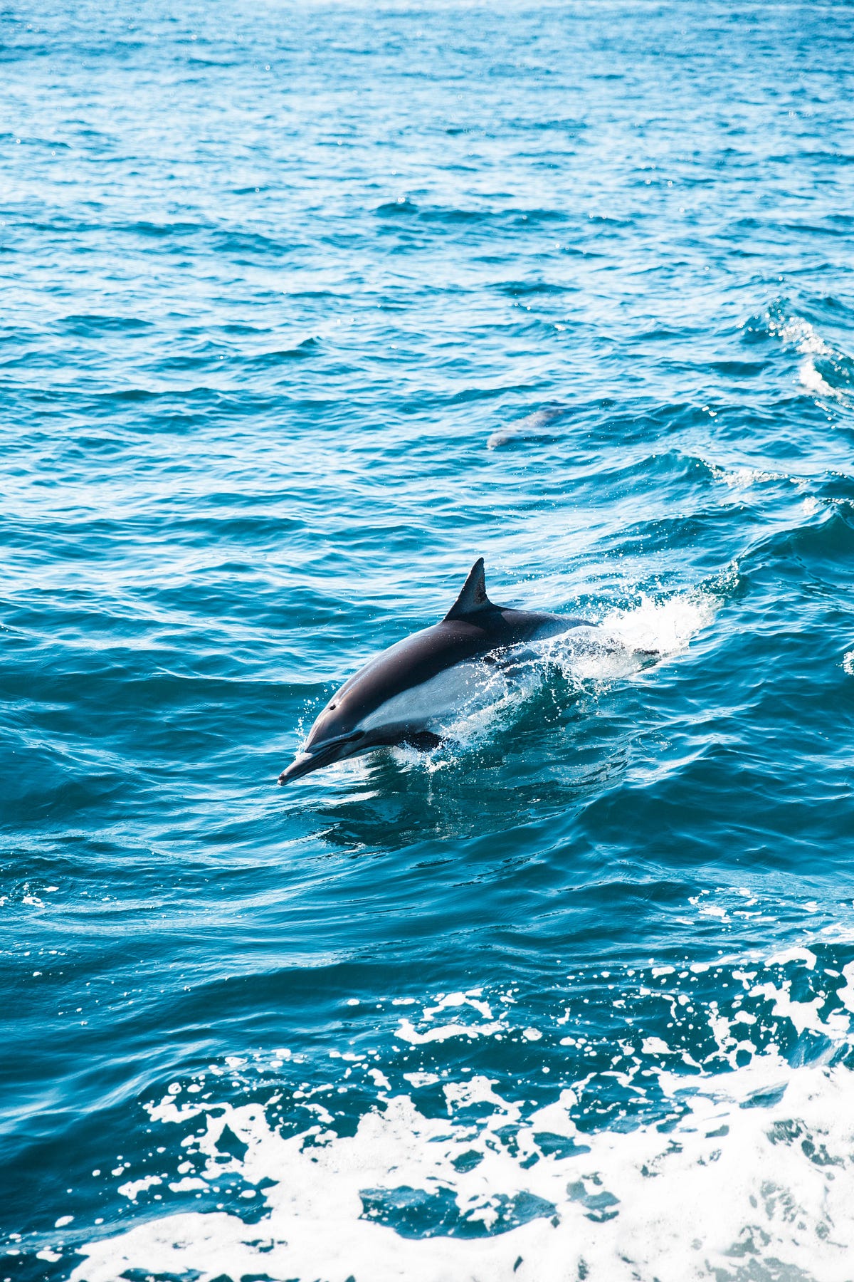 Aquatic Animal Tracking and Migration: Advancing Acoustic Telemetry ...