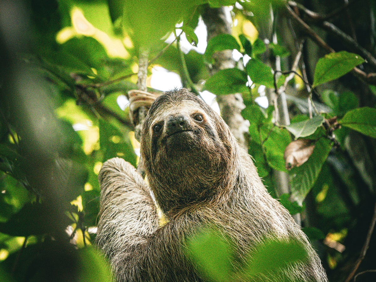 Did You Know There Is an Animal That Can Hold Its Breath for up to 40 ...