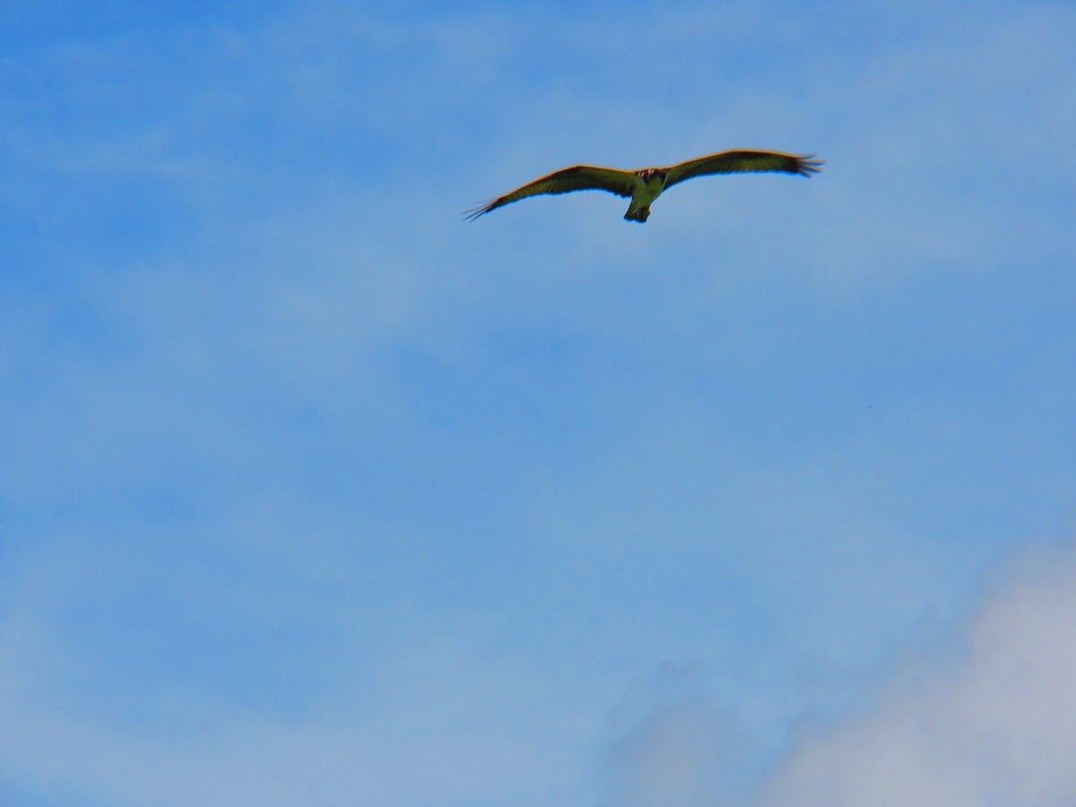 Seeking Solace at Sweetwater. An escaping to nature photo journal | by Dennett | Weeds ...