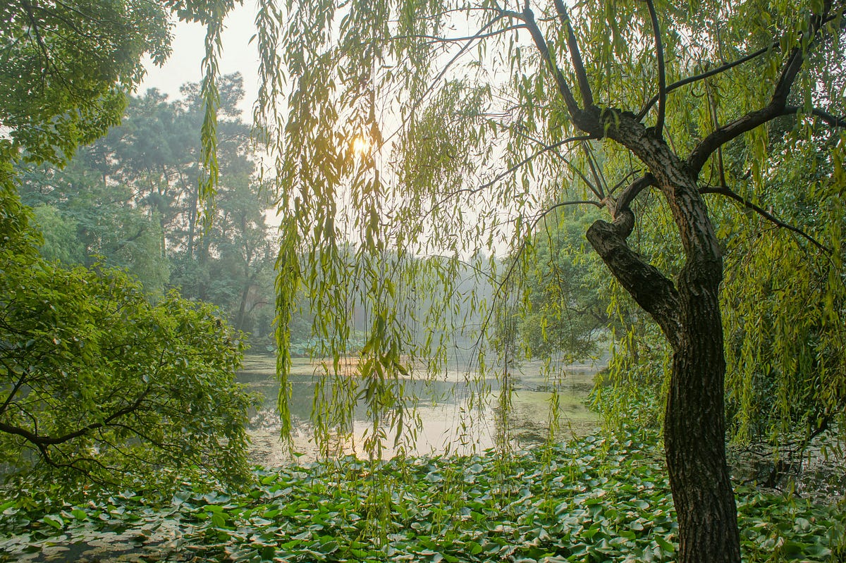 In my next life, let me be a weeping willow - The Daily Cuppa - Medium