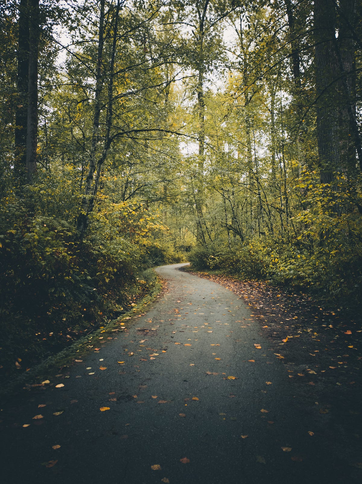 Random Forests: A Comprehensive Guide to the Popular Ensemble Method ...