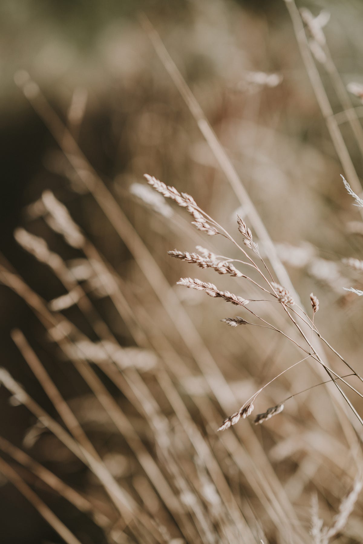 Chat Tuesday: Brittle again.. Perhaps you recall I did something to… | by Isa-Lee Wolf | Medium