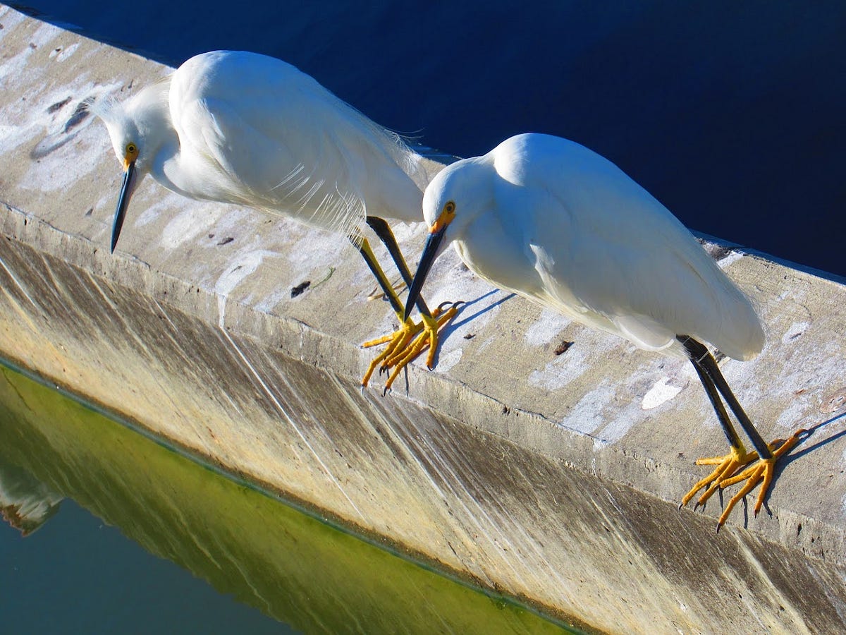 Birds of December. A Birding Road Trip | by Dennett | Weeds ...