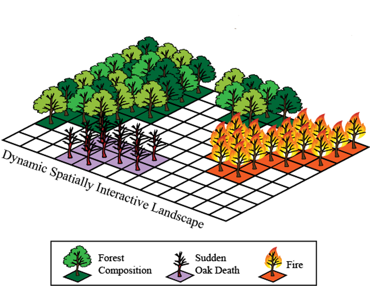 The Silent Struggle: Why Forest Modeling Needs a New Generation of ...