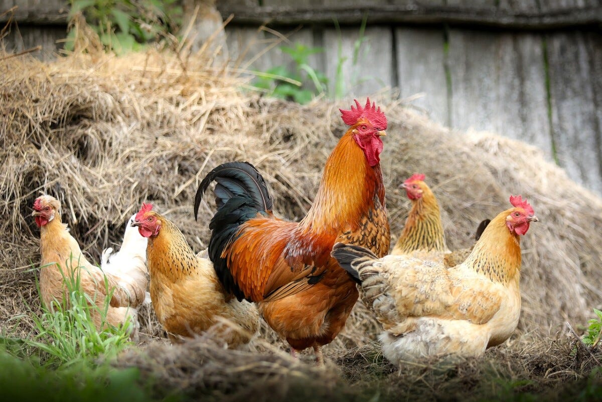 Que significa soñar con pollos | by Diana Malu | Medium