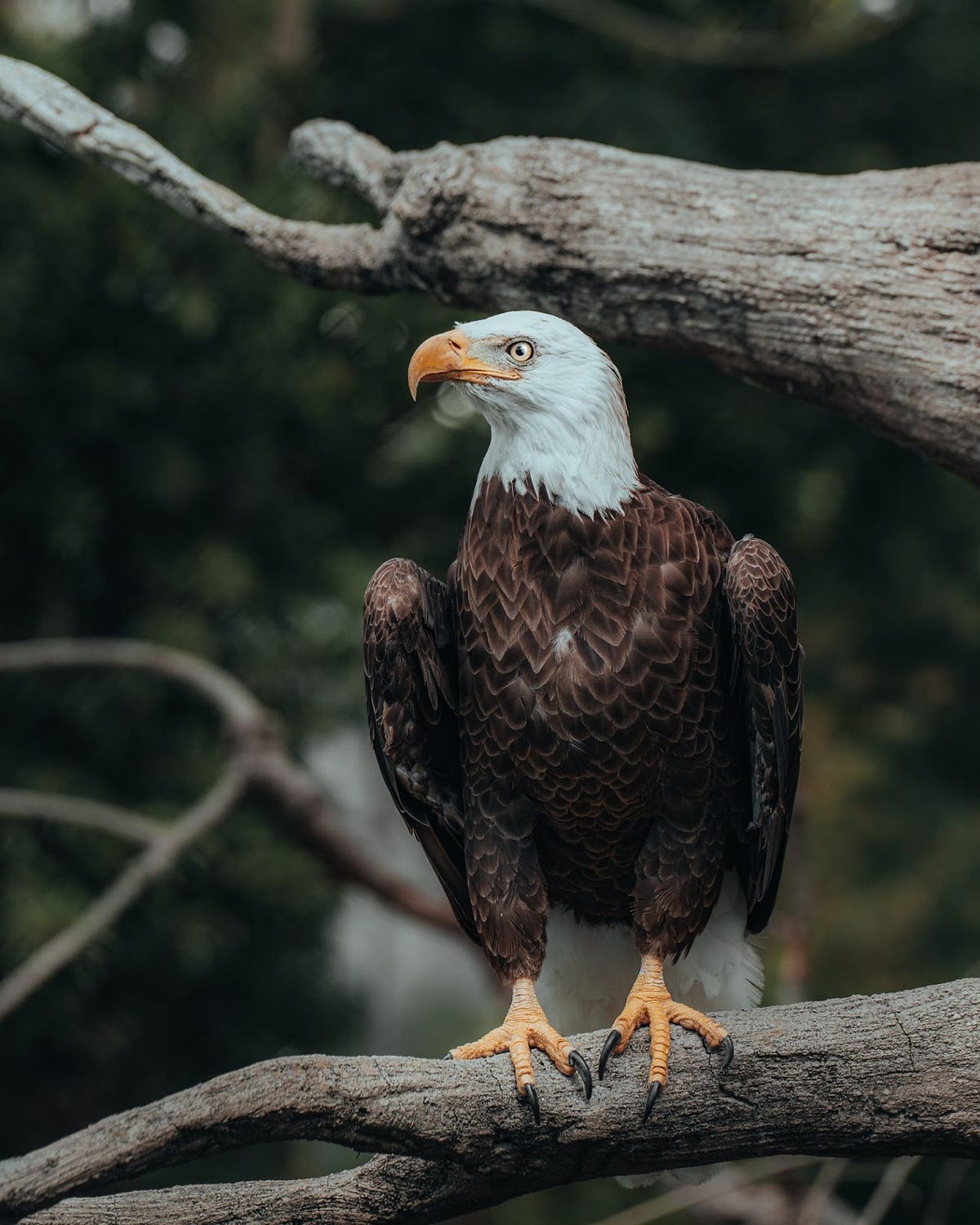 4 Types of Hawks: Exploring the Majesty of These Birds of Prey - Mubeen ...