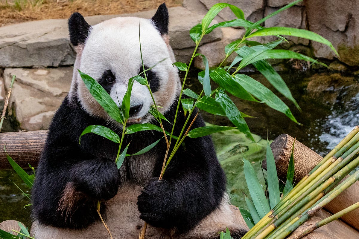 An introduction to Pandas in Python | by Philip Wilkinson, Ph.D. | TDS ...