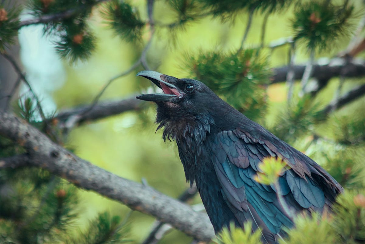 Raven Logic. Help Me Keep Teachin' One Story at a… | by ...