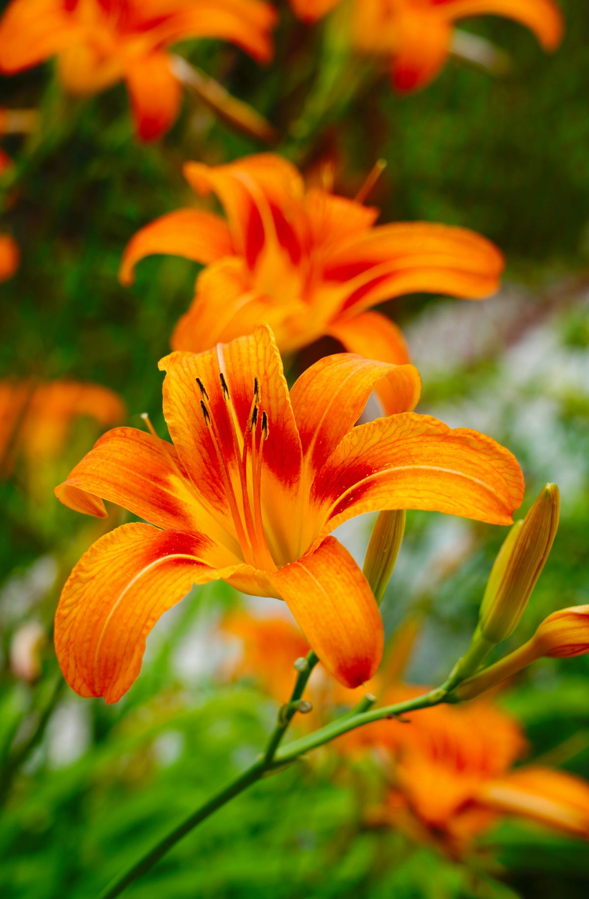 The New Japanese Lily Species. By Ioana Moga | by Ioana Moga | Insights ...