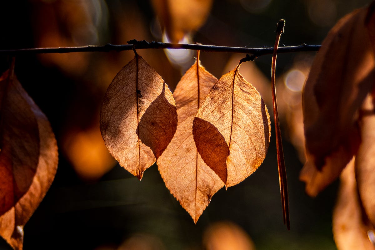 The Magic of Marcescence. A lesson in inquiry and the mystery of… | by ...