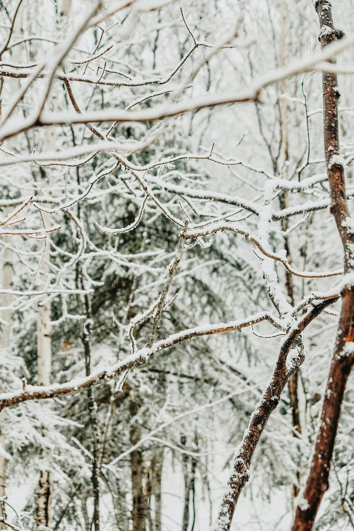 The Cursed Fairy Tale. A princess discovers that fairy tales… | by ...