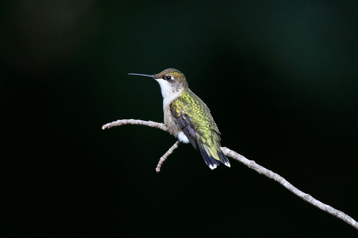 A Hummingbird Sings Her Womanhood | by Christyl Rivers, Phd. | Fourth Wave | Sep, 2025 | Medium