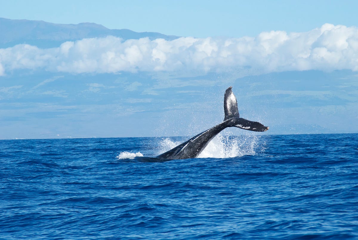 Identifying Blue Whales Using a Computer Vision Approach | by Marc ...
