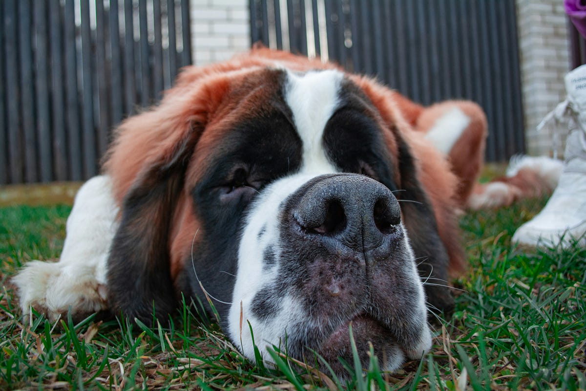 Pets and Companions Depressed Together? | by Brian Dickens Barrabee ...