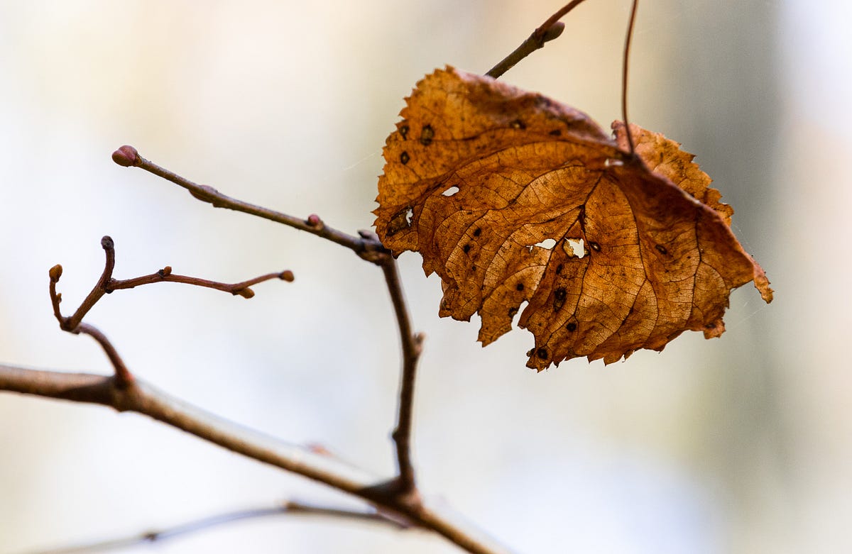 The Last Leaf. Holding on for Dear Life | by Jeannie.Chambers | Soul ...