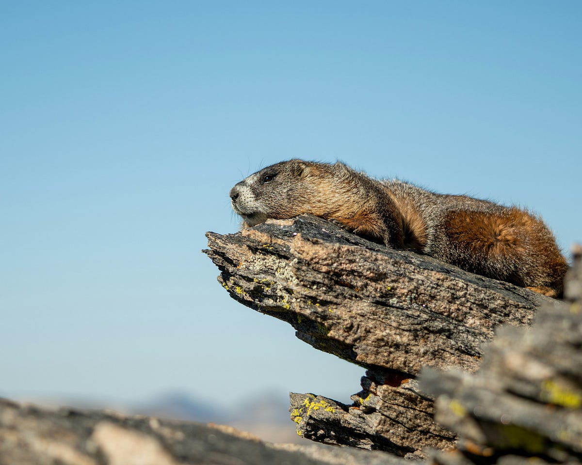 Same Desk, Same Day: Escaping the Groundhog Day Trap | by Elora Murphy | Medium
