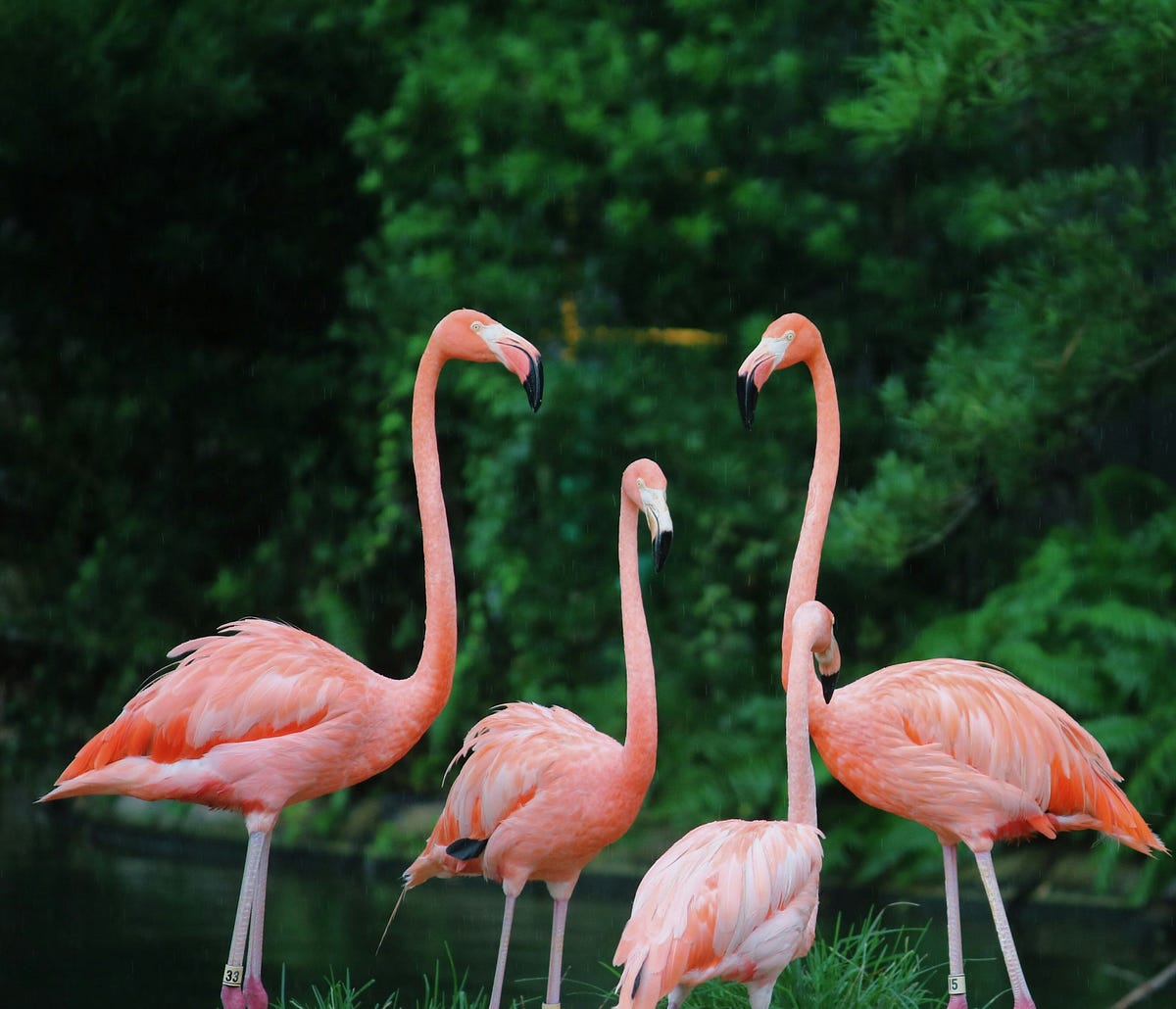Find Your Flock. The Importance Of Being Surrounded With… | by Merlyn ...
