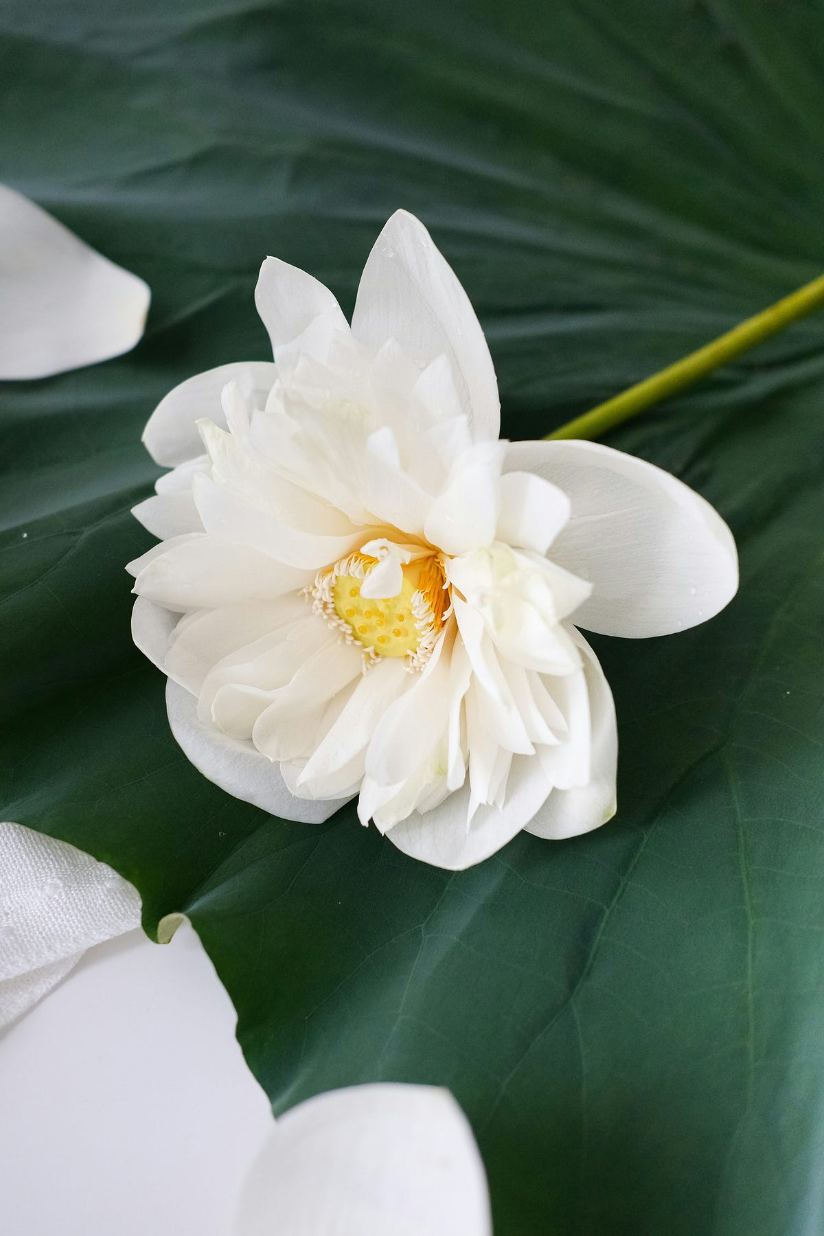 We must prioritize the truth above everything else | by Scarlett | No ...