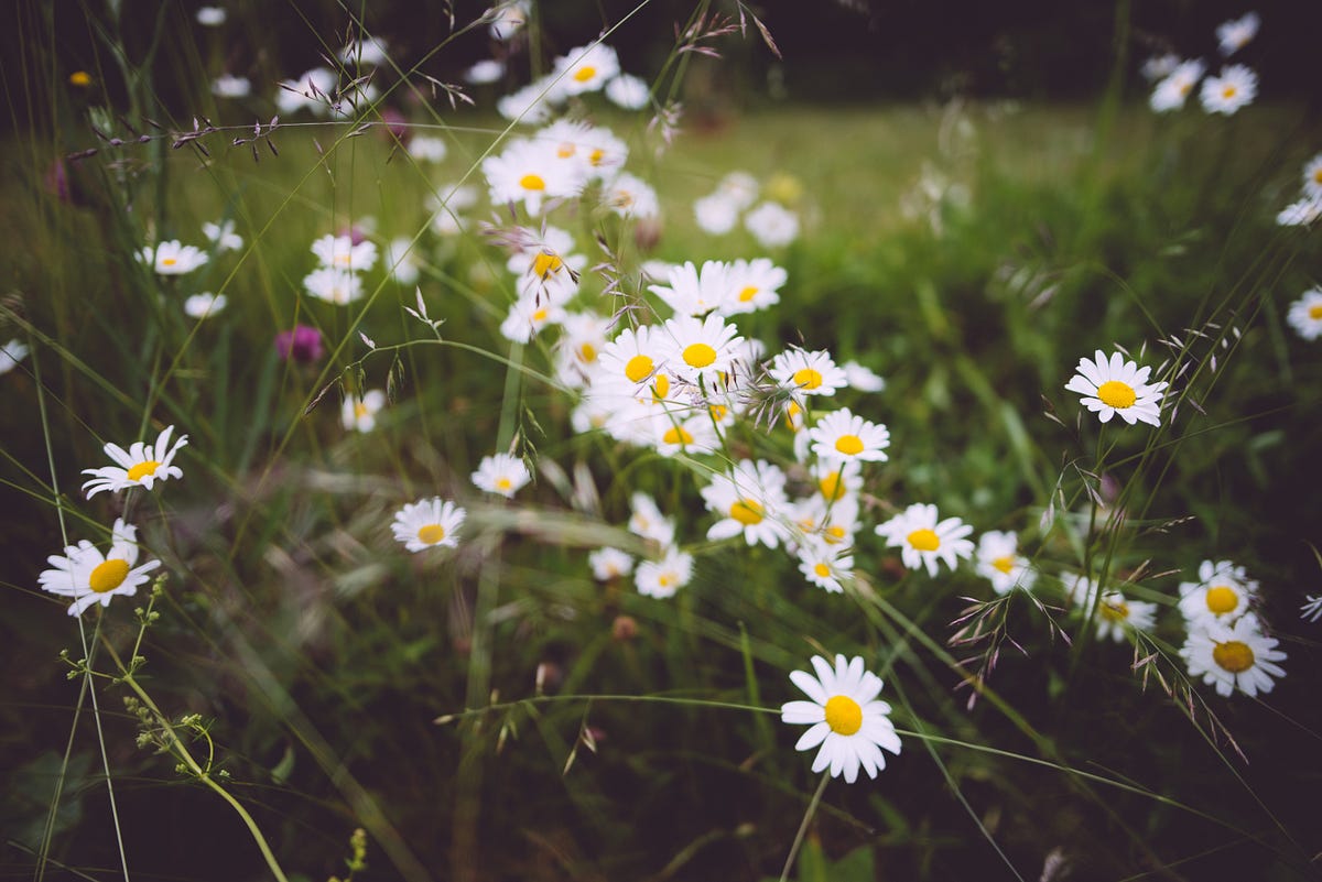 a decade in bloom. She was always there in his periphery… | by Marco ...
