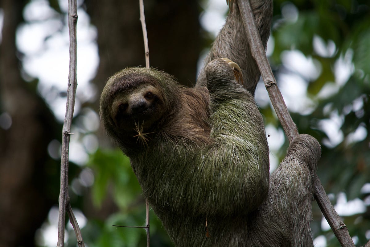 The Sloth’s Guide to Productivity | by Nathan Chen | Jan, 2024 | Medium