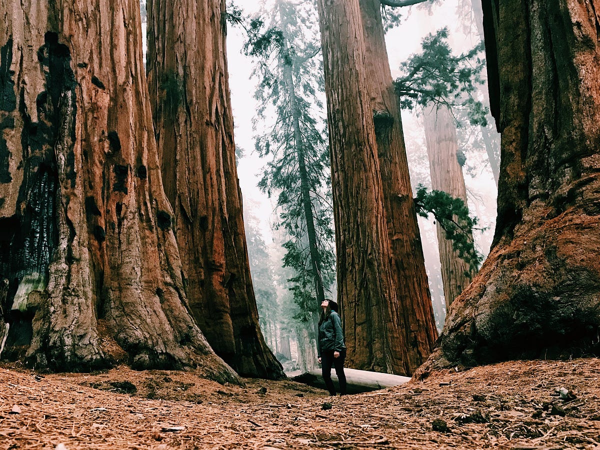 Big Trees-The True Giants of our Lands | by Andrew LaRussa | Digital ...
