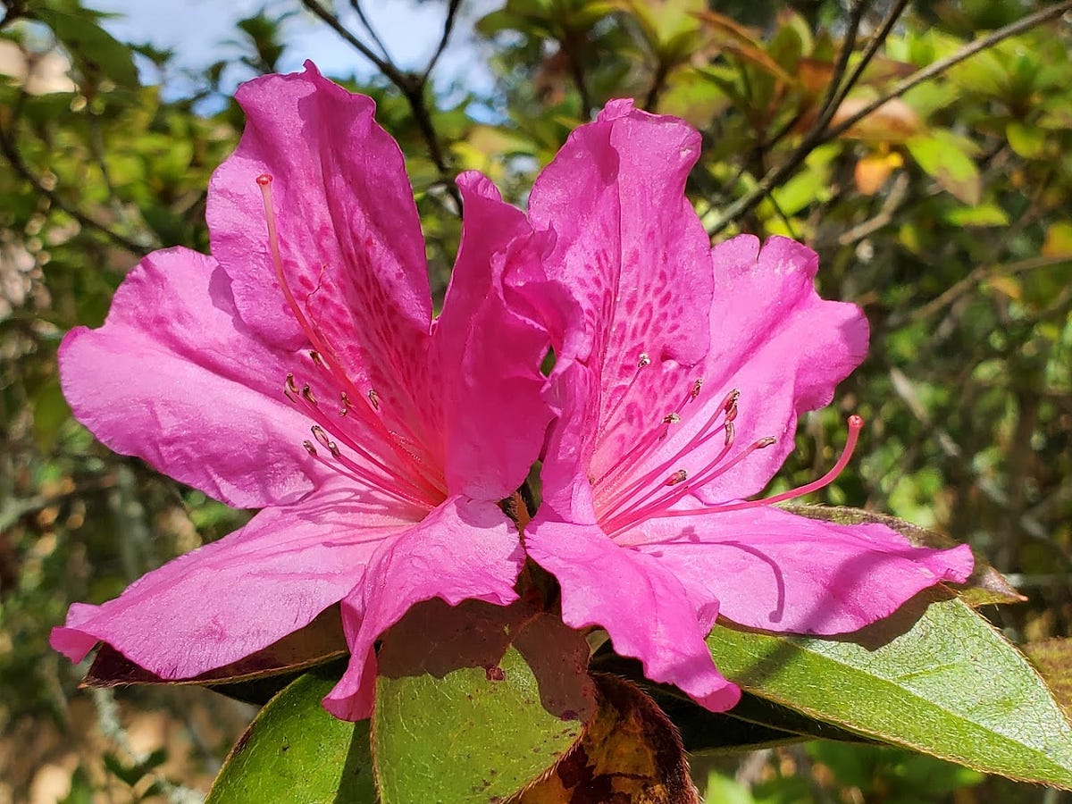 Spring in January?. My week in photos | by Dennett | SNAPSHOTS | Medium