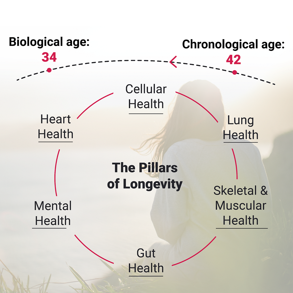 Longevity Explained. The pillars of longevity and how every… | by Panos ...