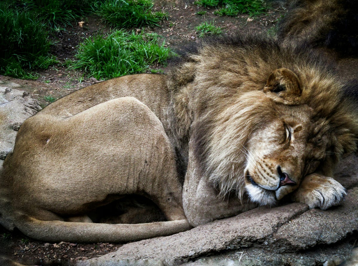 One-Minute Facts: Lazy Lions. The King of the Beasts is actually just ...