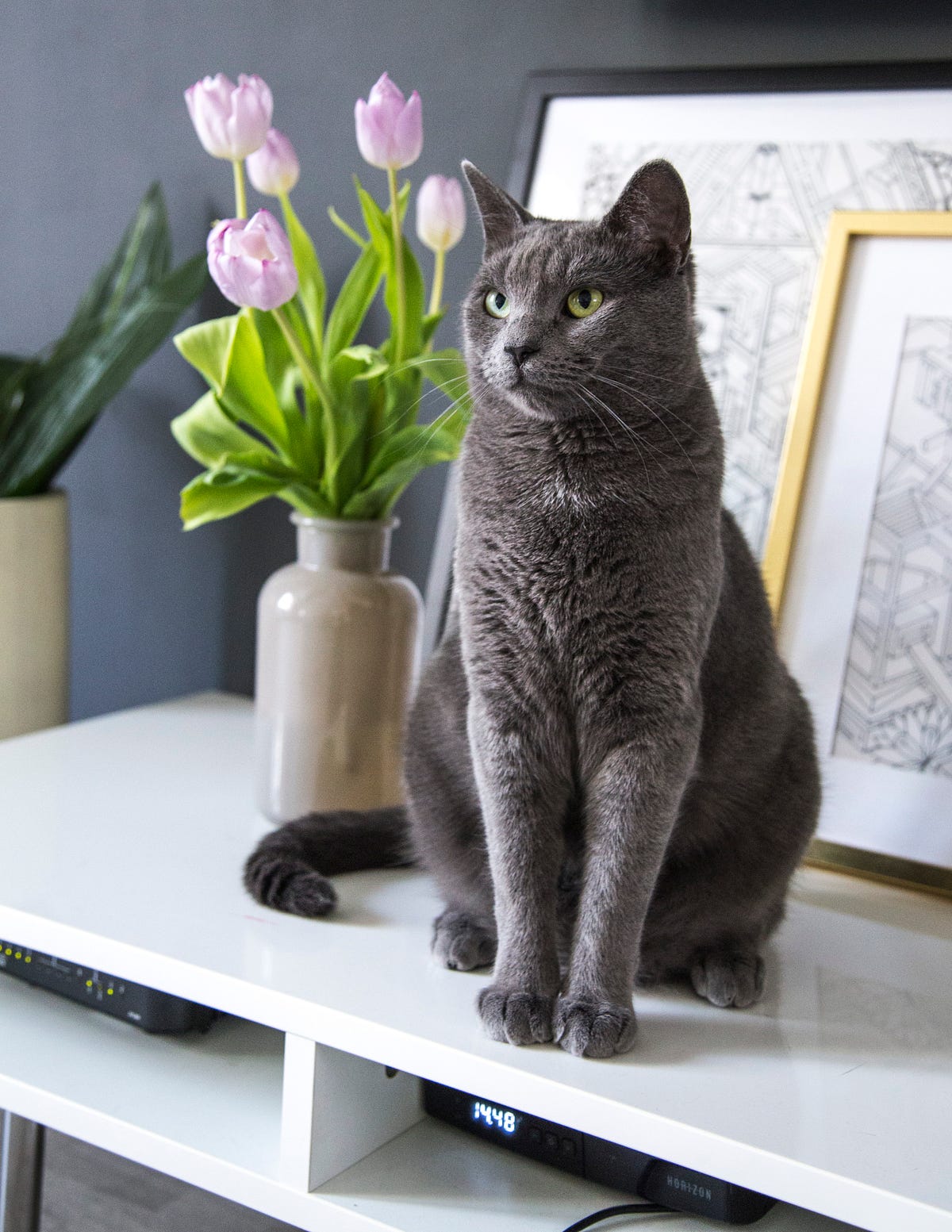 How Now, Meow — a poem…. I don’t always try and rhyme my poems… | by ...