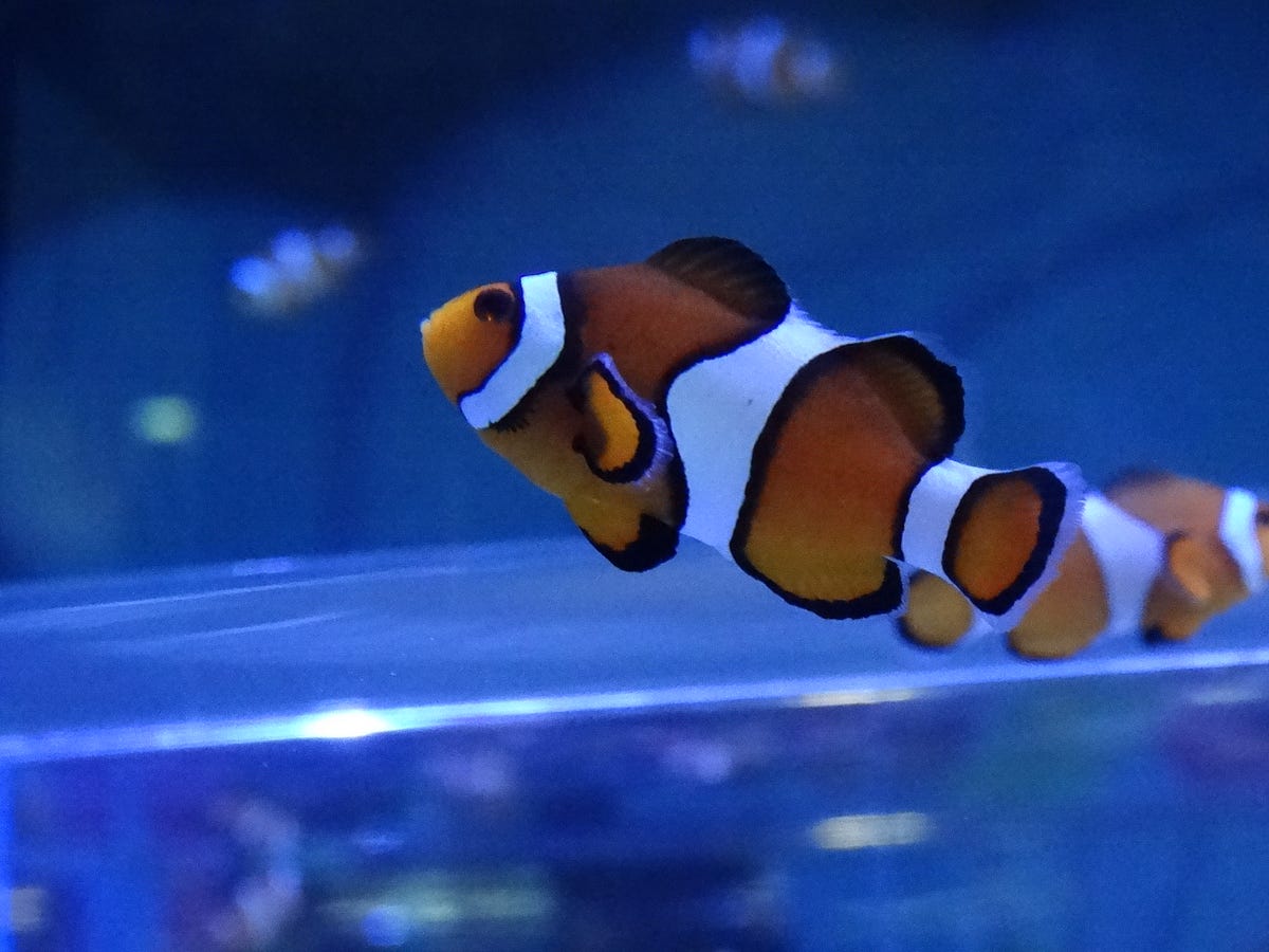 Life Lessons from Finding Nemo. Day #12 of my 90-Day Challenge | by S ...