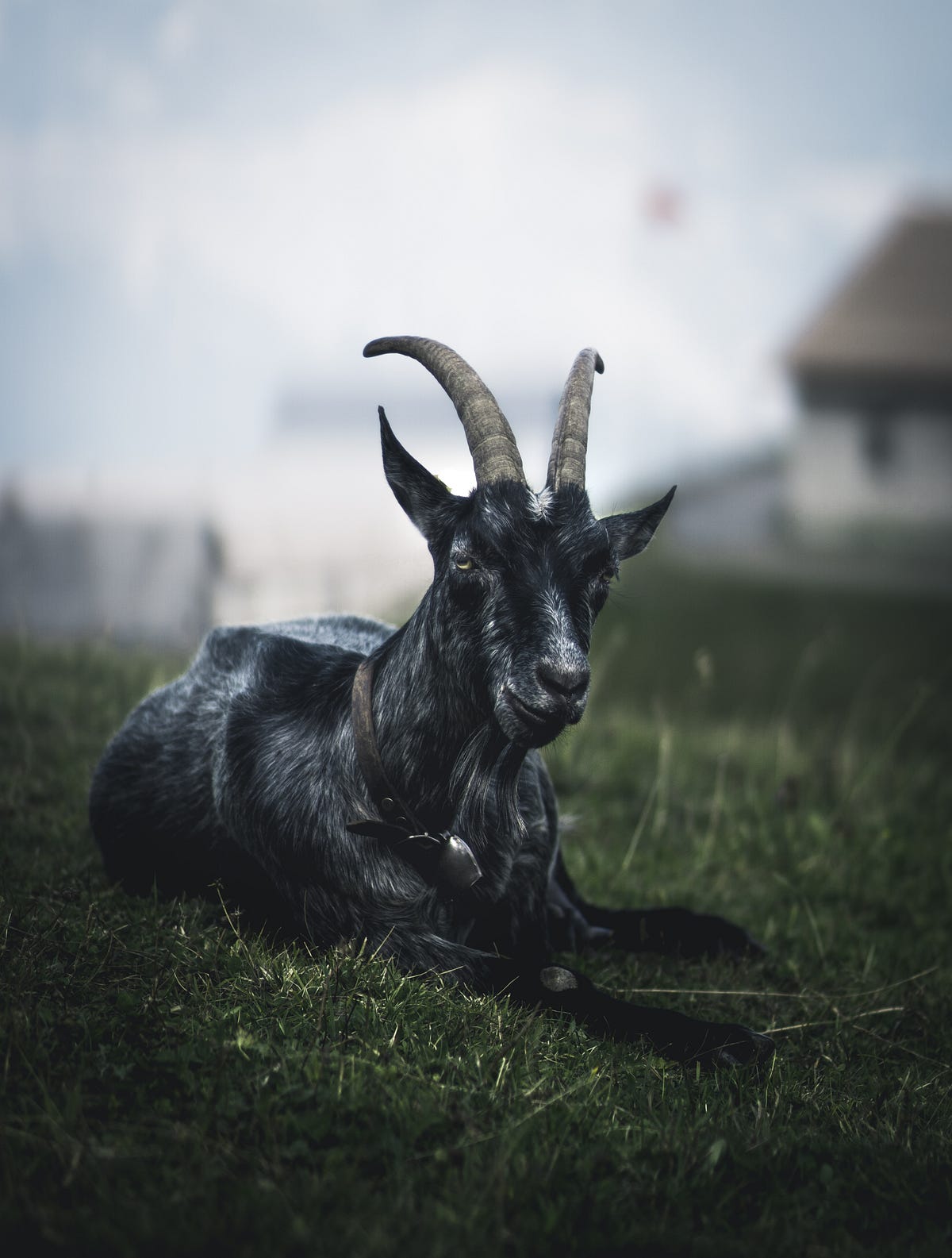 Button: Billy Goat Terror | by Gordon McFarland | Medium
