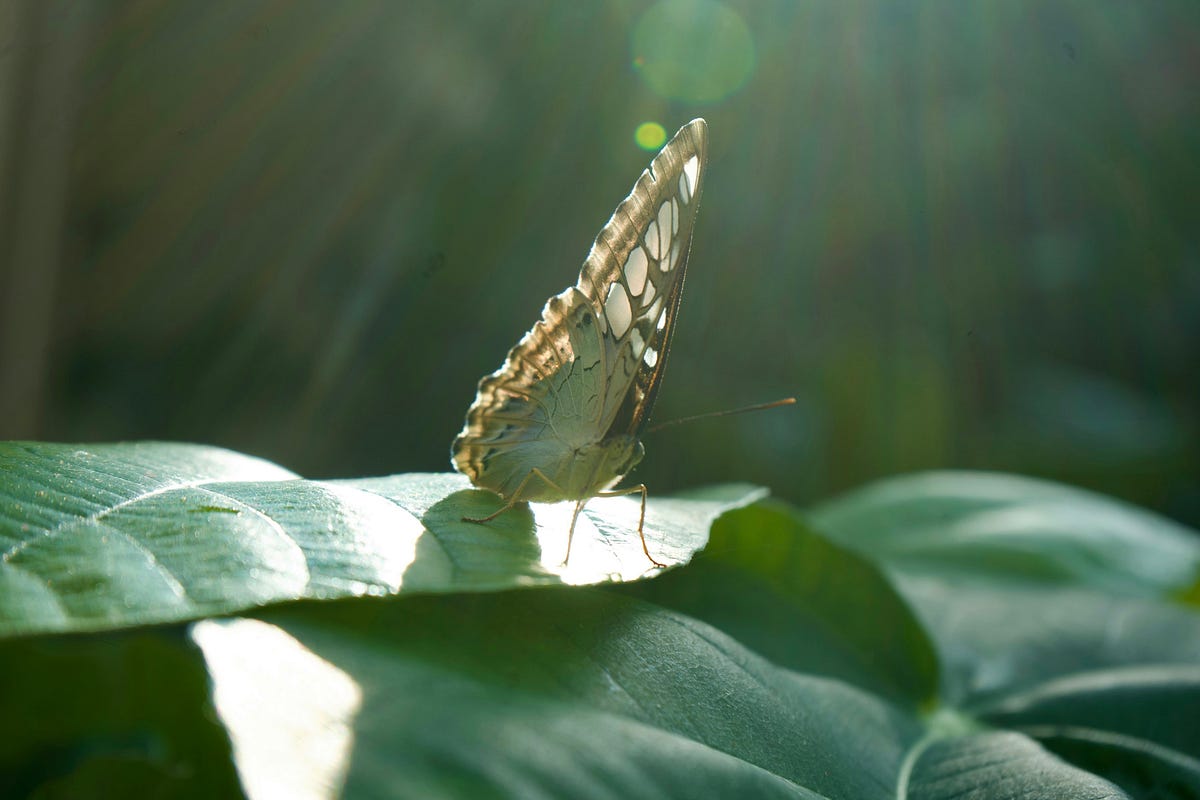 The Love Life of A Butterfly. A Journey of Love and Patience | by ...