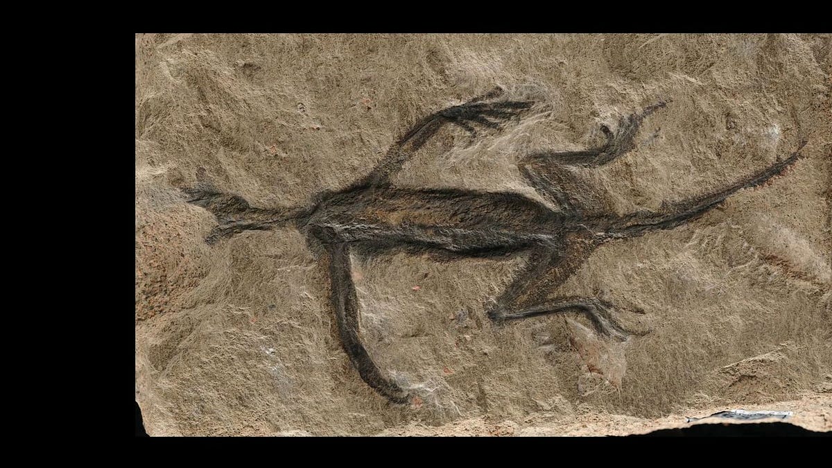 A Fossil That Won Researchers an Award Turns Out to Be Painted! | by ...