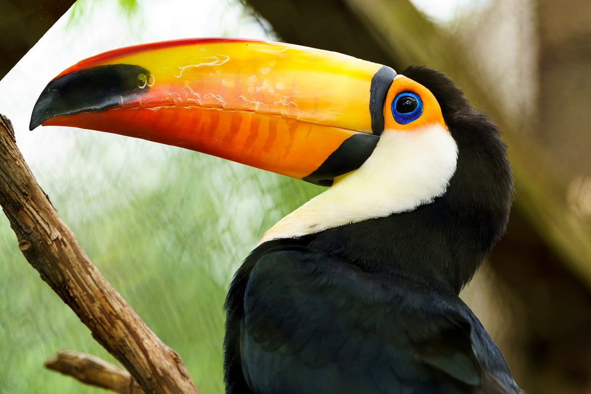 Bird Species Classification with Machine Learning | by Benedict Neo ...