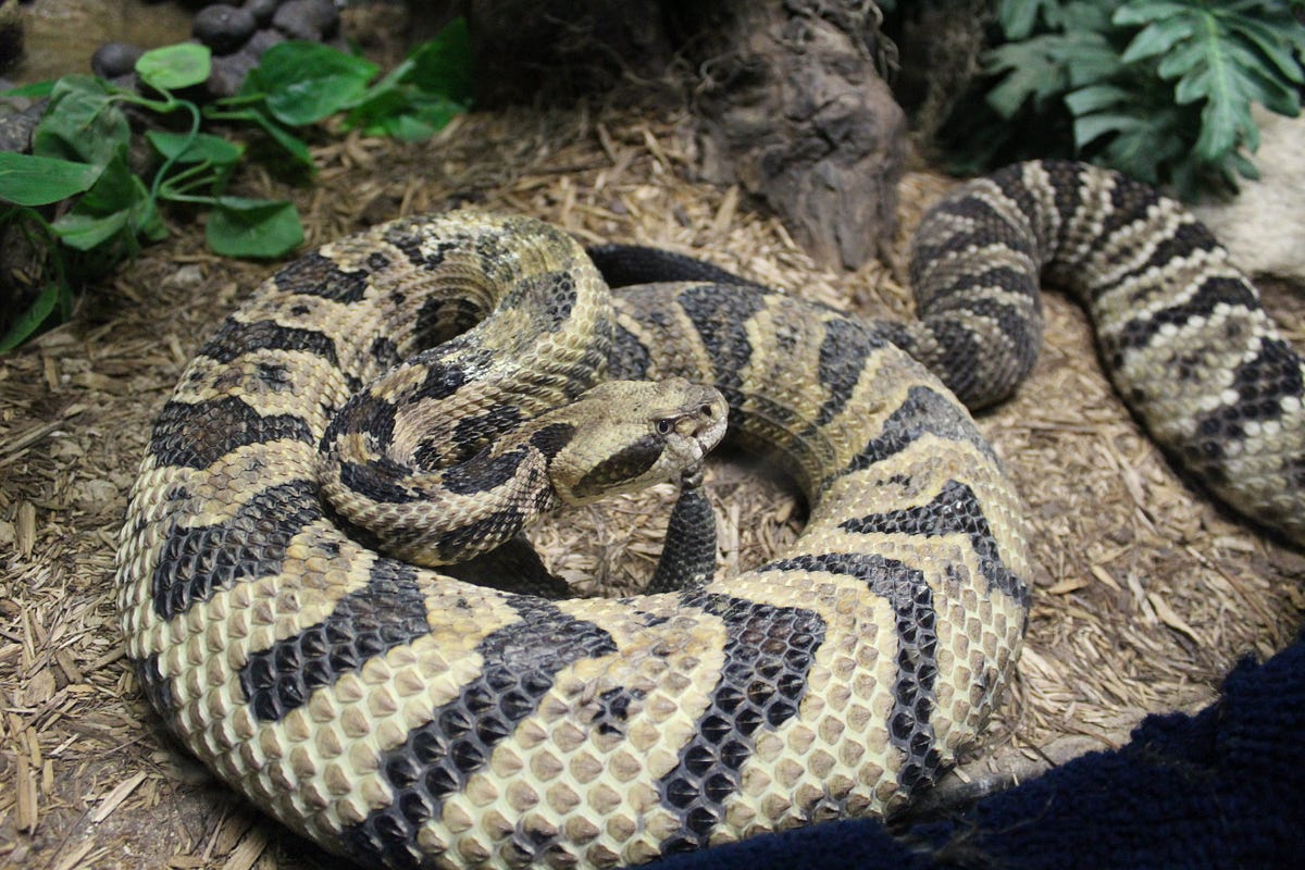 Don’t Play Catch With A Snake. Watch out for cranky snakes after a ...