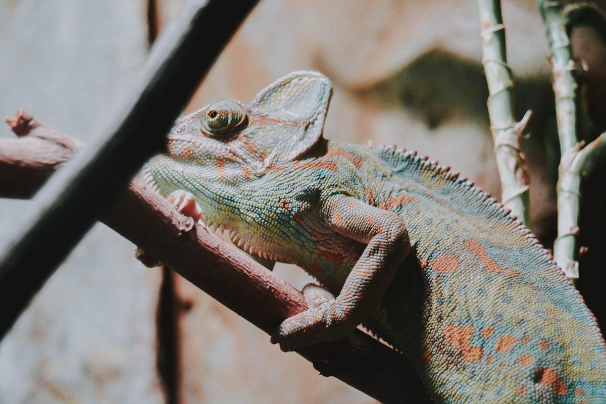 There Is A Science Behind Mimicry | by Maya Hayden | Medium