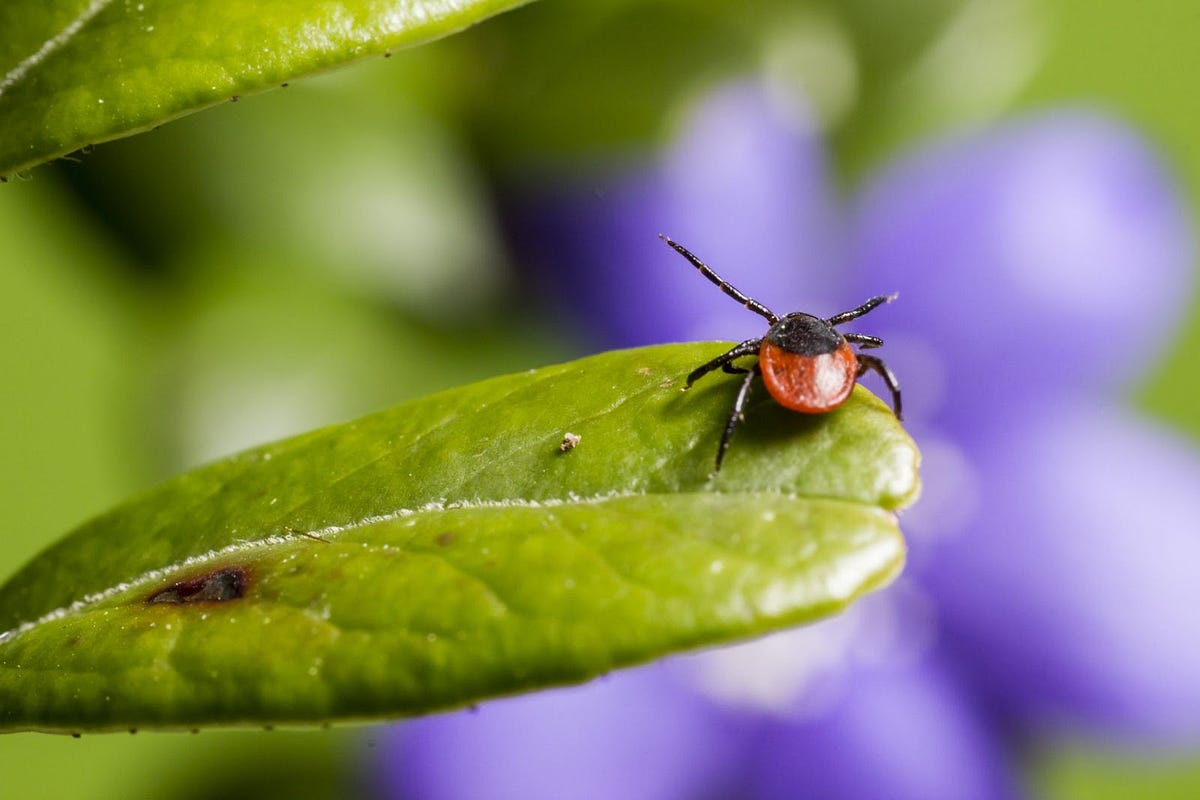 How to Control Garden Pests Naturally | by Imad Shami | Medium