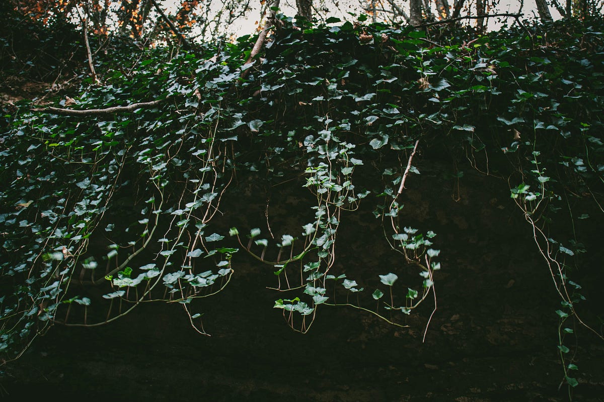 The Vines - Twisted Flash Fiction - Medium