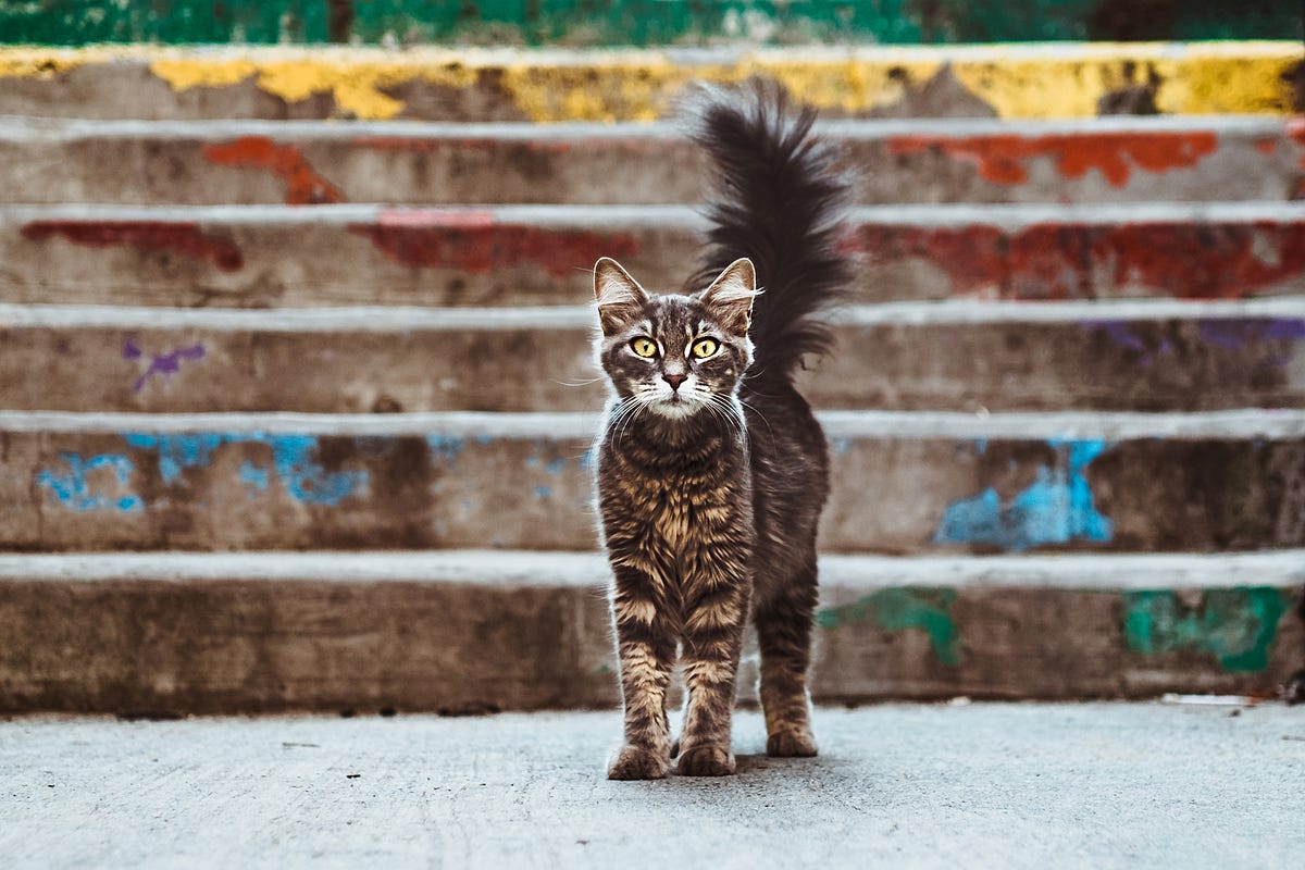 How to Increase Your Curiosity for a Better Self | by Laura Winter ...