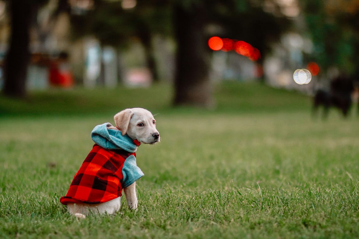 How My Dog Bruno Changed My Life at 20 | by Raj M | Write A Catalyst ...