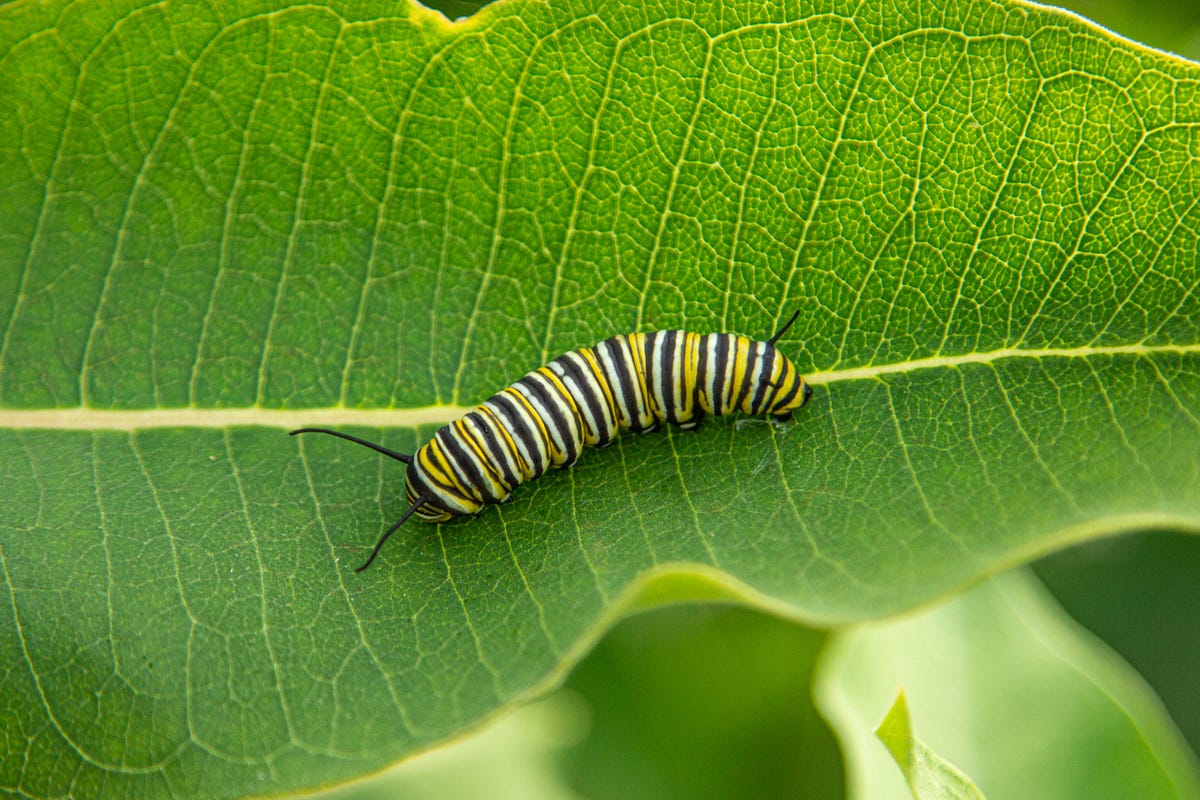 Caterpillar on the leaf. Did you know the Caterpillar has 4000… | by Elishia Welsh | Medium