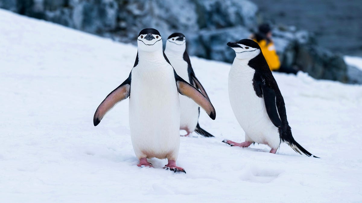 Classification and Clustering of Penguin Dataset using KNN and K-Means ...