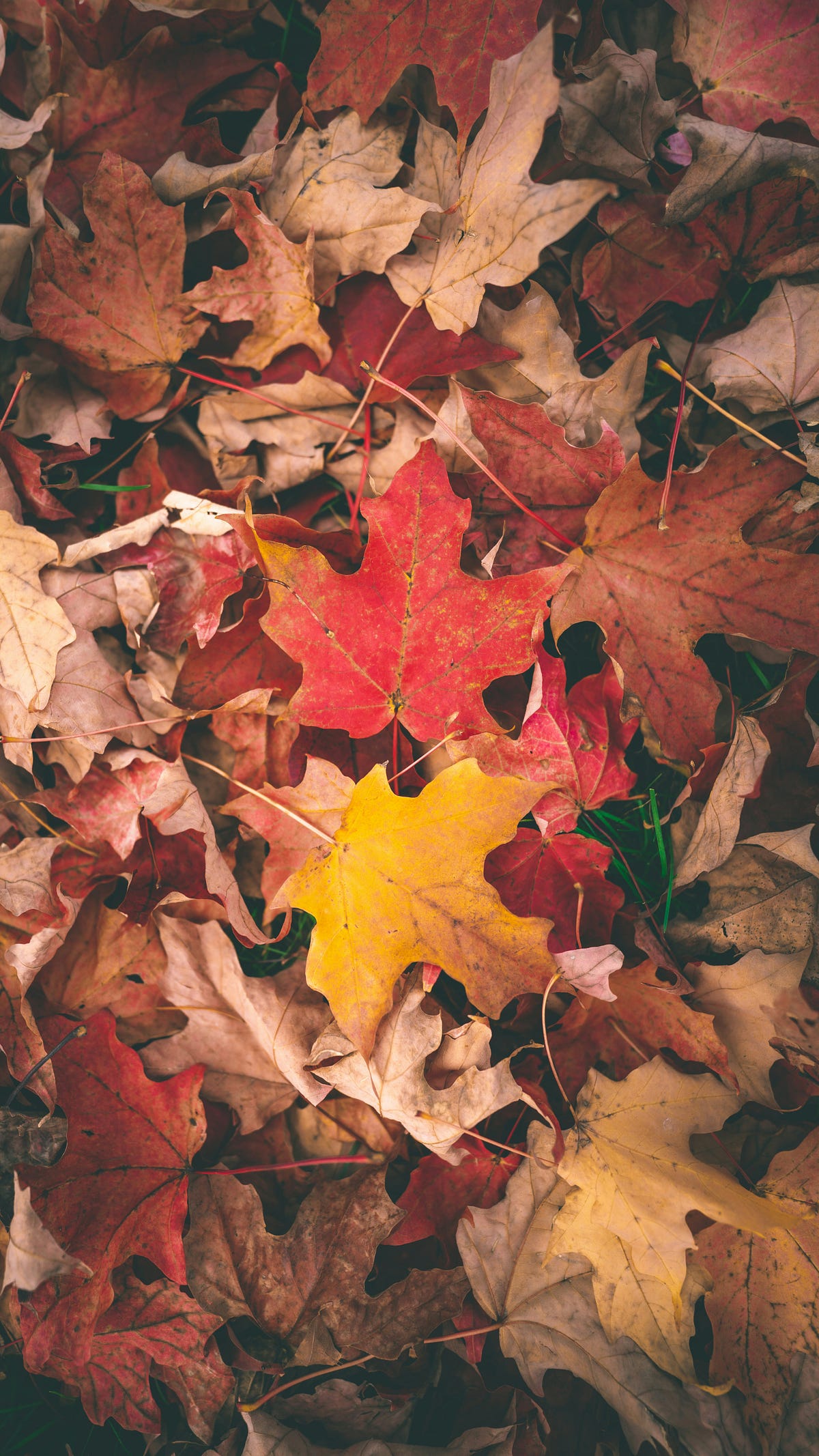 The November Garden. Peace and Wildlife in Your November… | by Willie ...