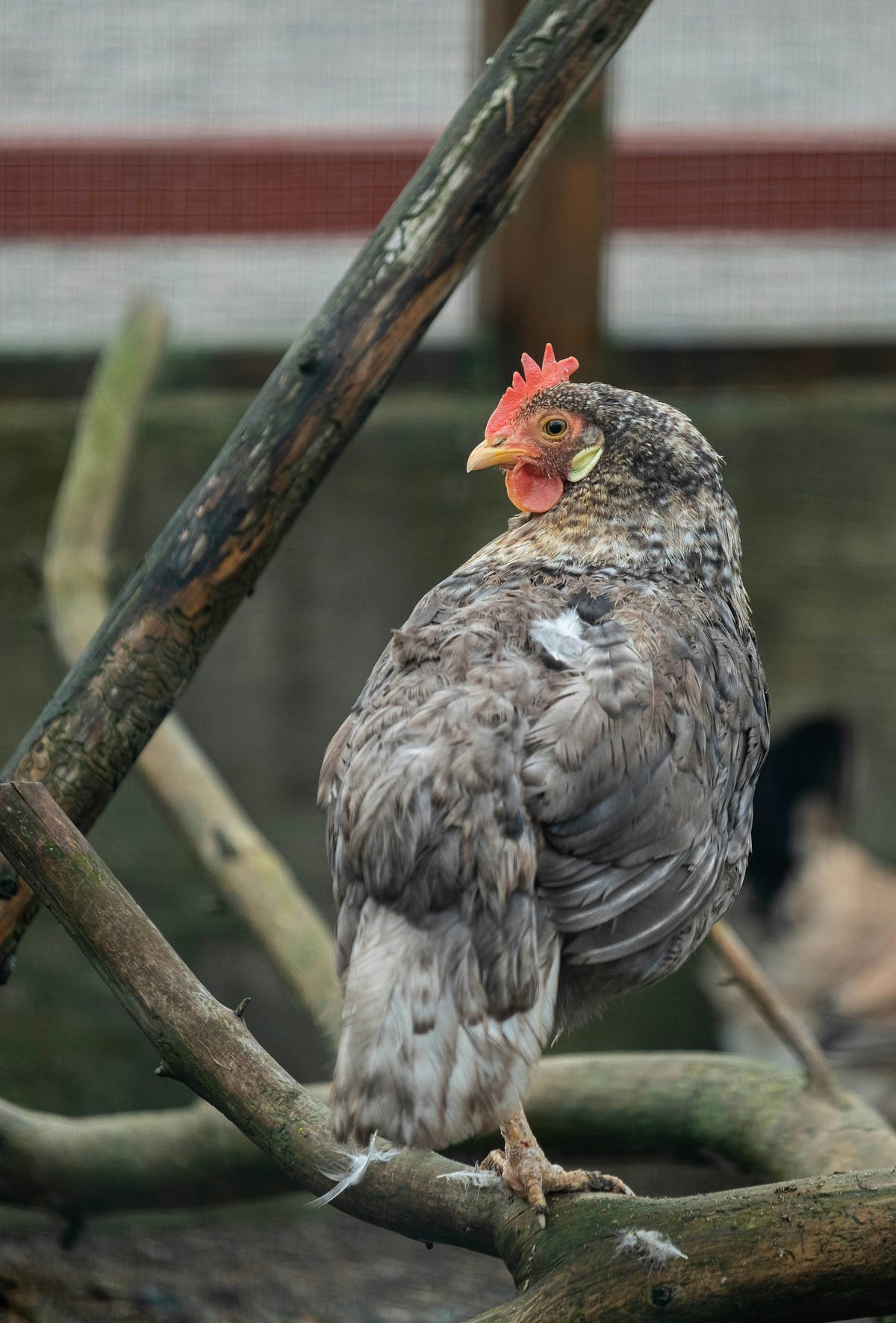 The chicken actually comes first before the eggs — Day 11 | by Paul ...